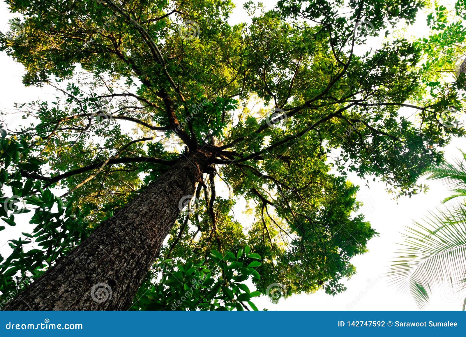Bottom View of Resak Tembaga Tree in Jungle and Lighting of Morning ...