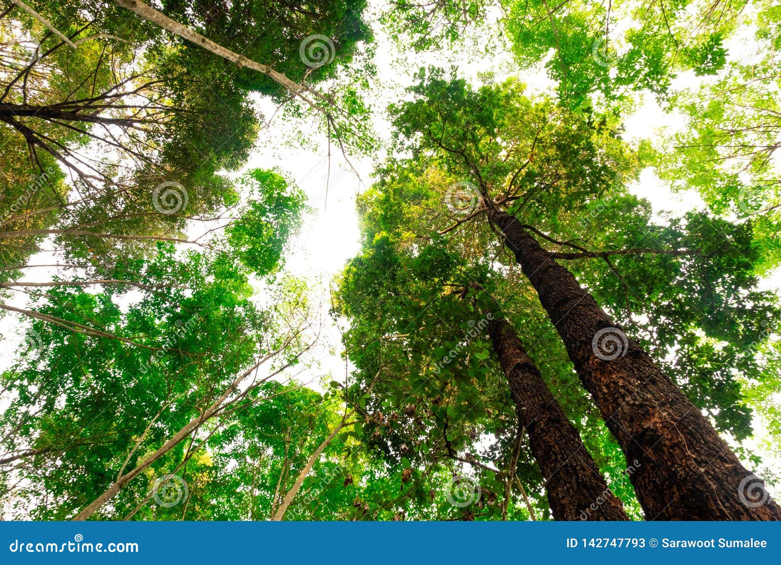 Bottom View of Resak Tembaga Tree in Jungle and Lighting of Morning ...