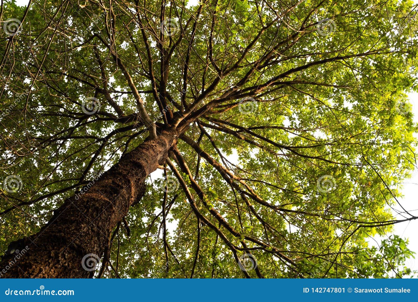 Bottom View of Resak Tembaga Tree in Jungle and Lighting of Morning ...