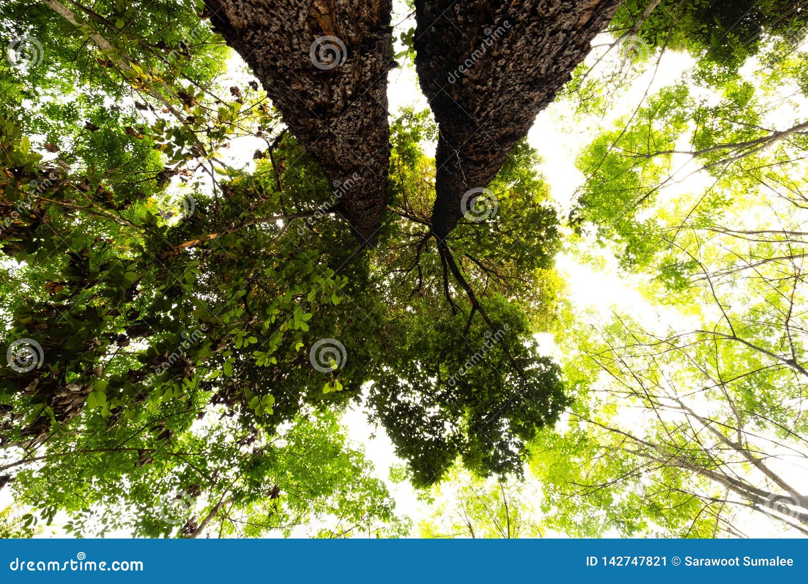 Bottom View of Resak Tembaga Tree in Jungle and Lighting of Morning ...