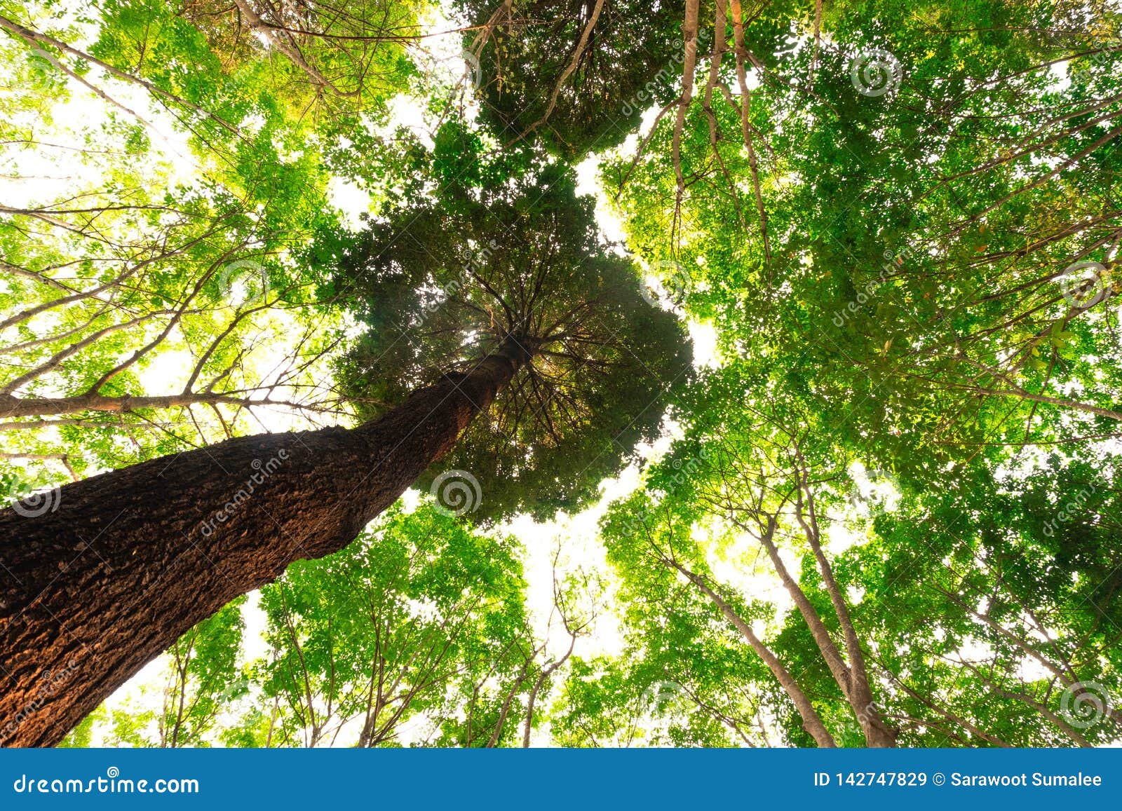 Bottom View of Resak Tembaga Tree in Jungle and Lighting of Morning ...