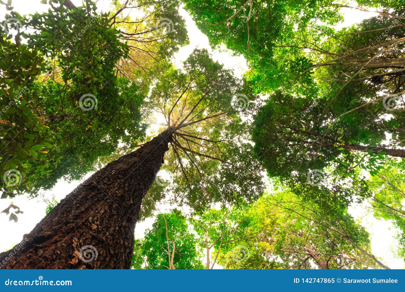 Bottom View of Resak Tembaga Tree in Jungle and Lighting of Morning ...