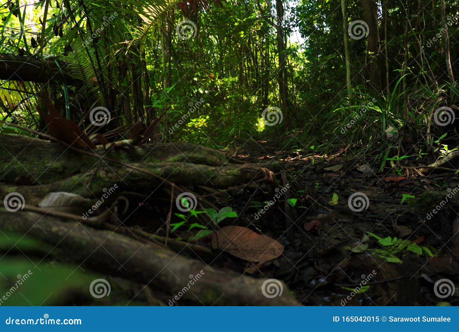 Bottom View Scenery of Jungle in Thailand Stock Image - Image of fresh ...