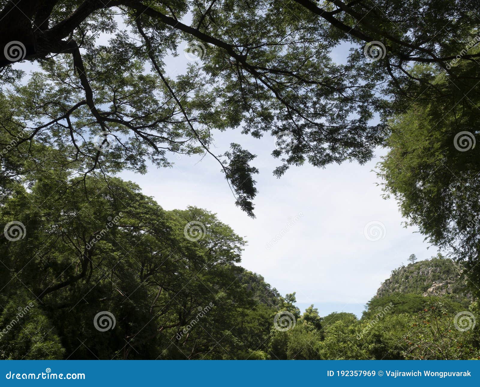Bottom View of Sky, Clouds, and Trees. Stock Image - Image of color ...