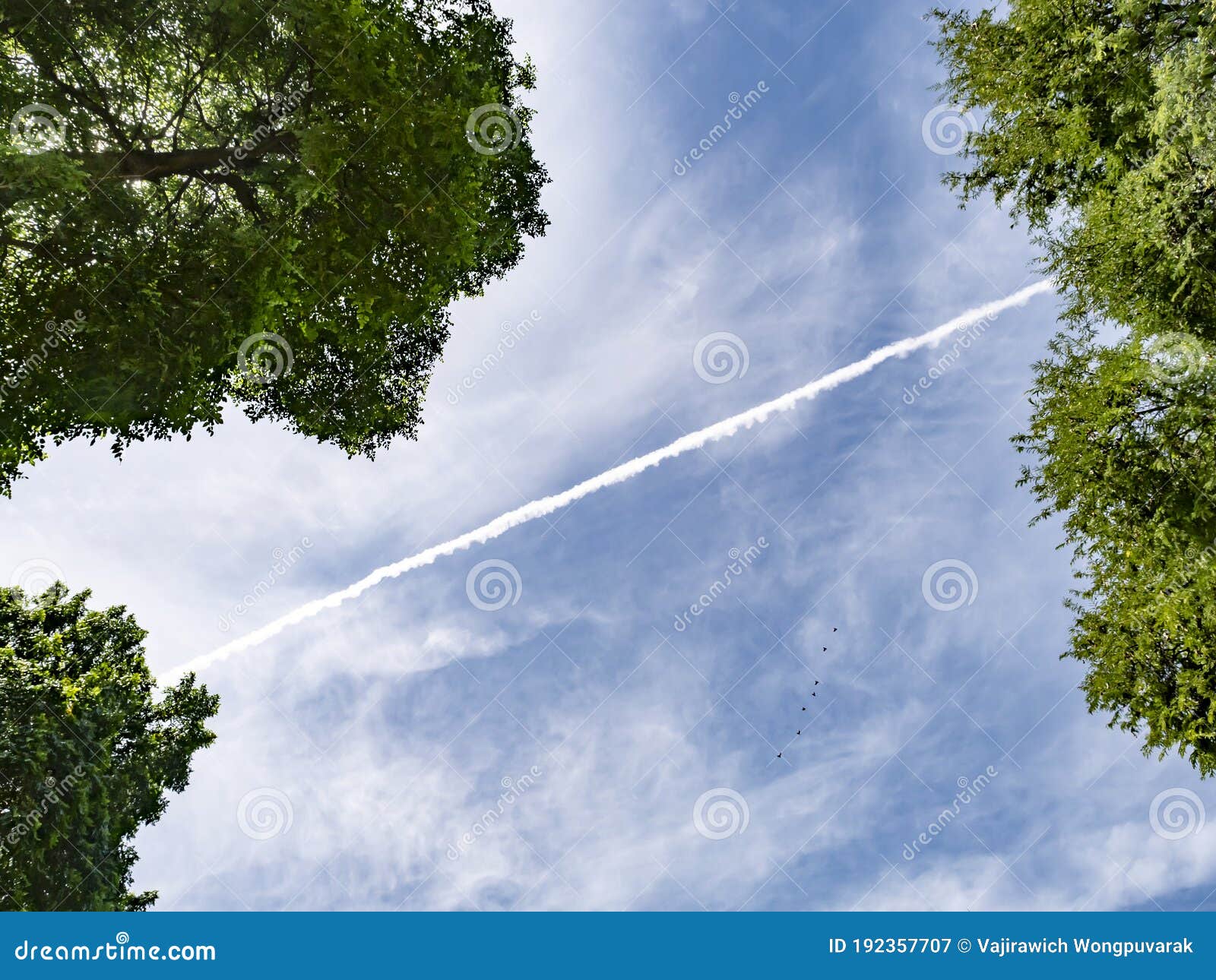 Bottom View of Sky, Clouds, and Trees. Copy Space Provided for ...