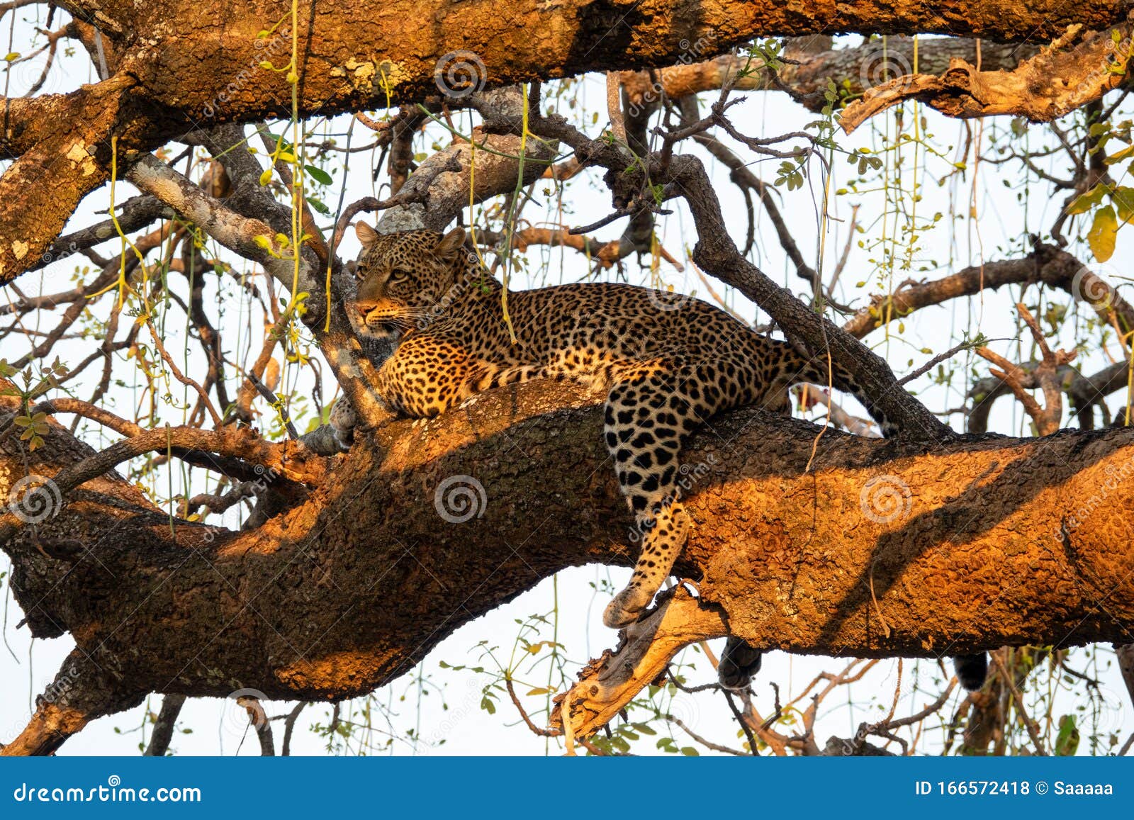 Spectacular Leopard Sprawled on Top of the Tree Stock Photo - Image of ...