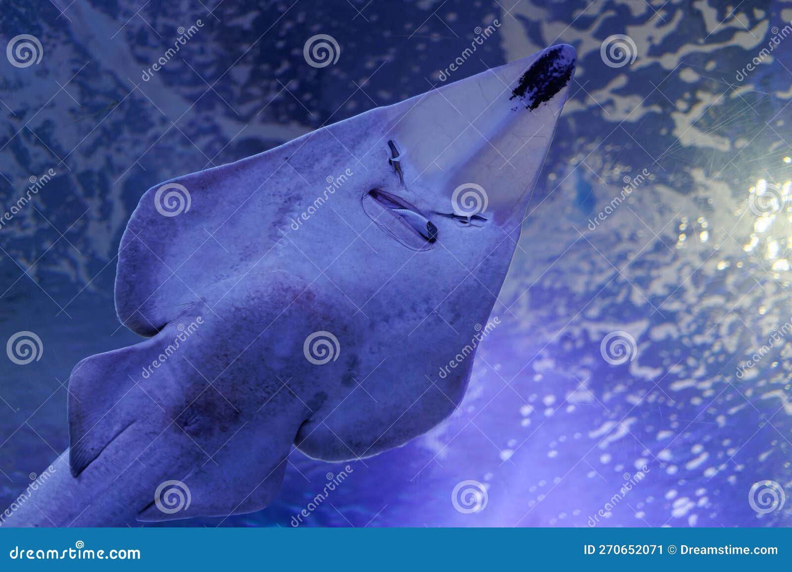 Bottom View of a Stingray Fish Inside an Aquarium Stock Image - Image ...
