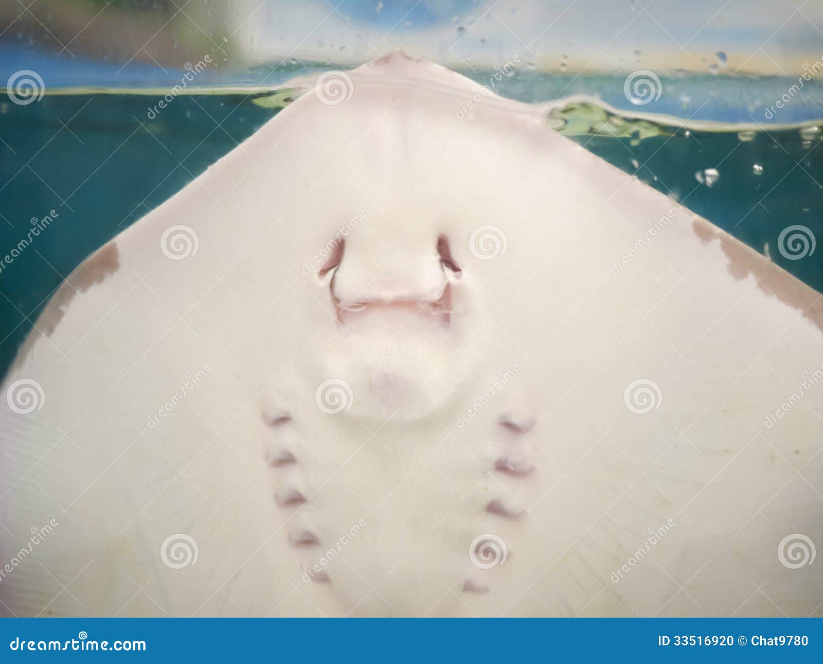 Bottom view of stingray stock photo. Image of closeup - 33516920