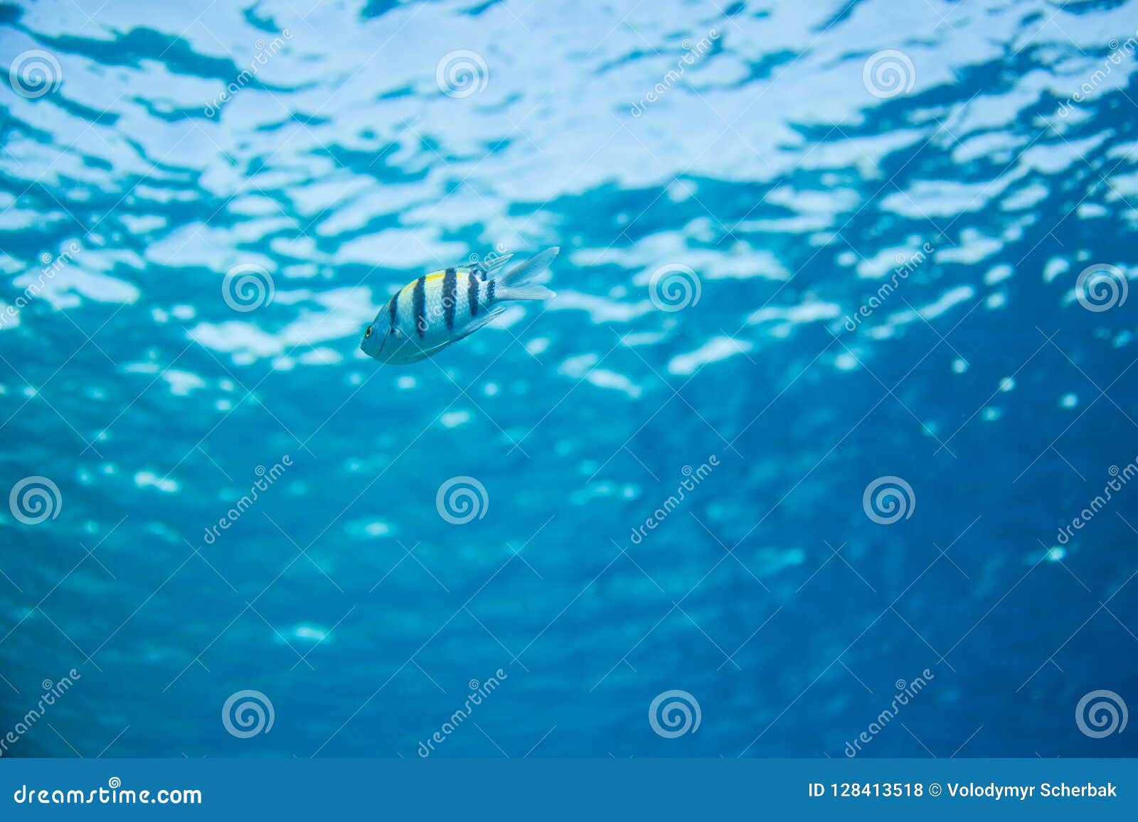 Bottom View, Surface and Fish in Blue Underwater Stock Photo - Image of ...