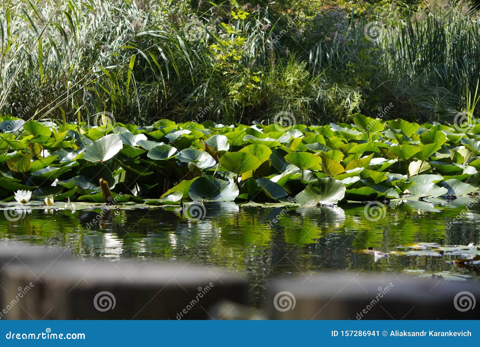 Bottom View of Swamp with Plants, Water Surface Close, Bushes and Grass ...