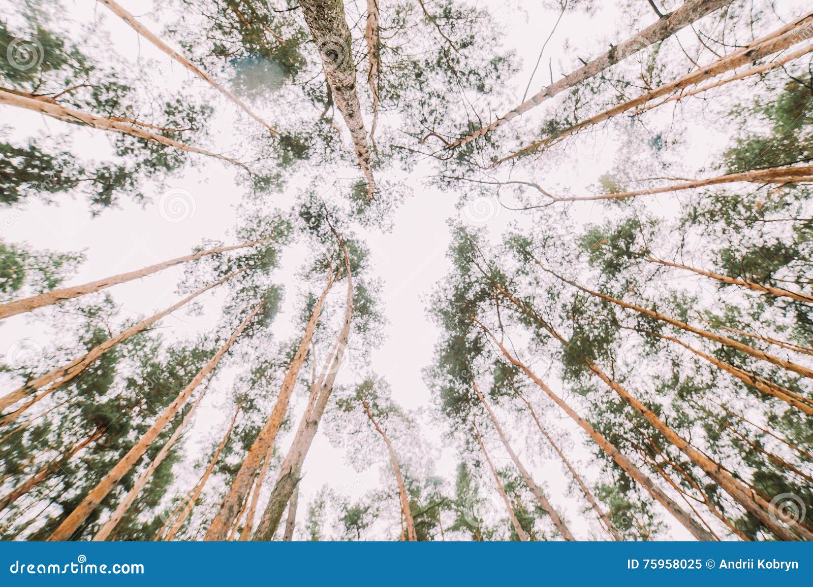 Bottom View Of Tall Conifer Trees In Young Bright Pine Forest Royalty ...