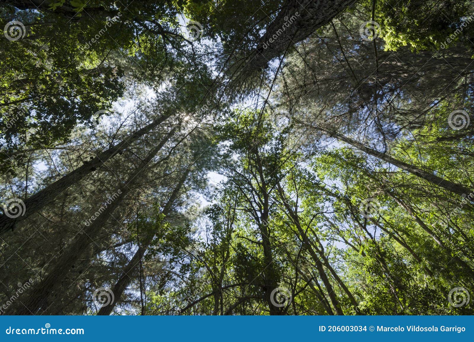 Tall, Imposing Trees Viewed from Below. Stock Photo - Image of tall ...