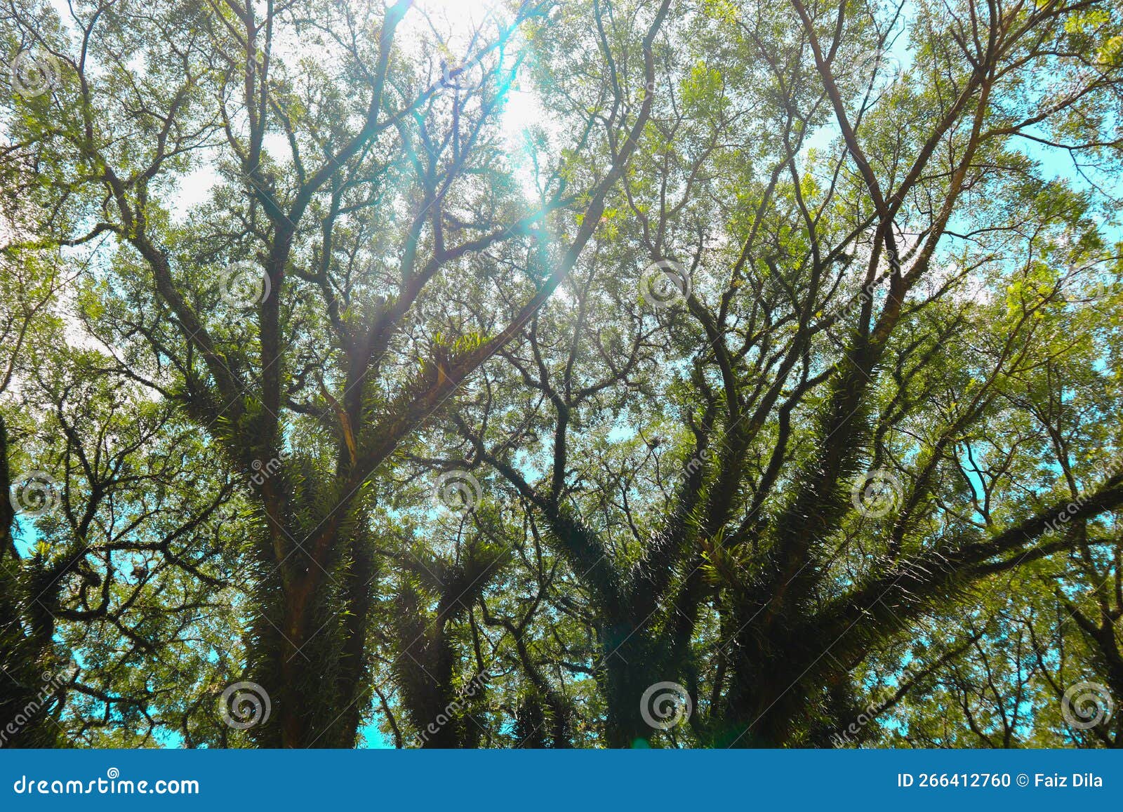 Bottom View of Tall Old Banyan Tree in . Low Angle Shot of a Banyan ...