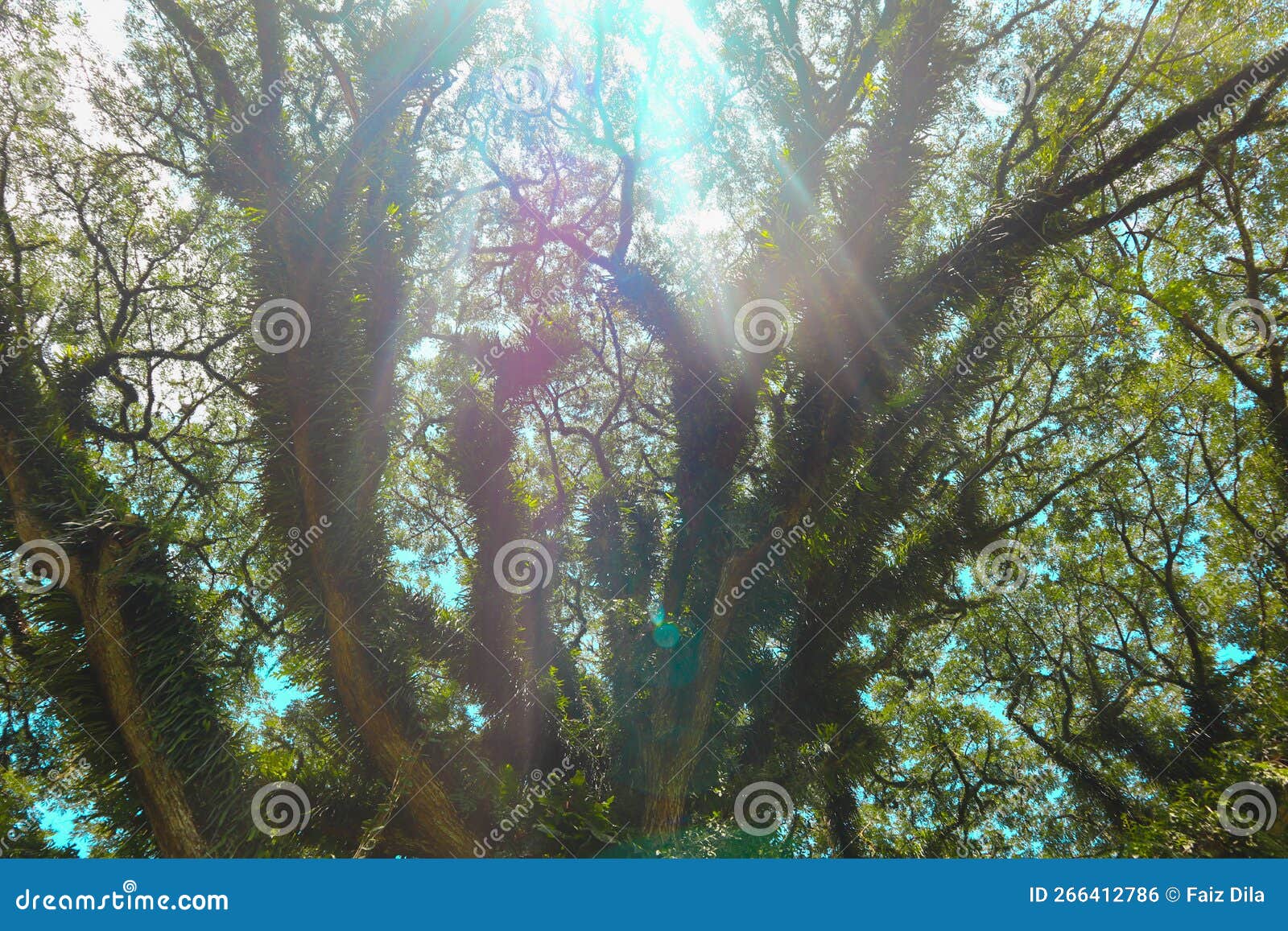 Bottom View of Tall Old Banyan Tree in . Low Angle Shot of a Banyan ...