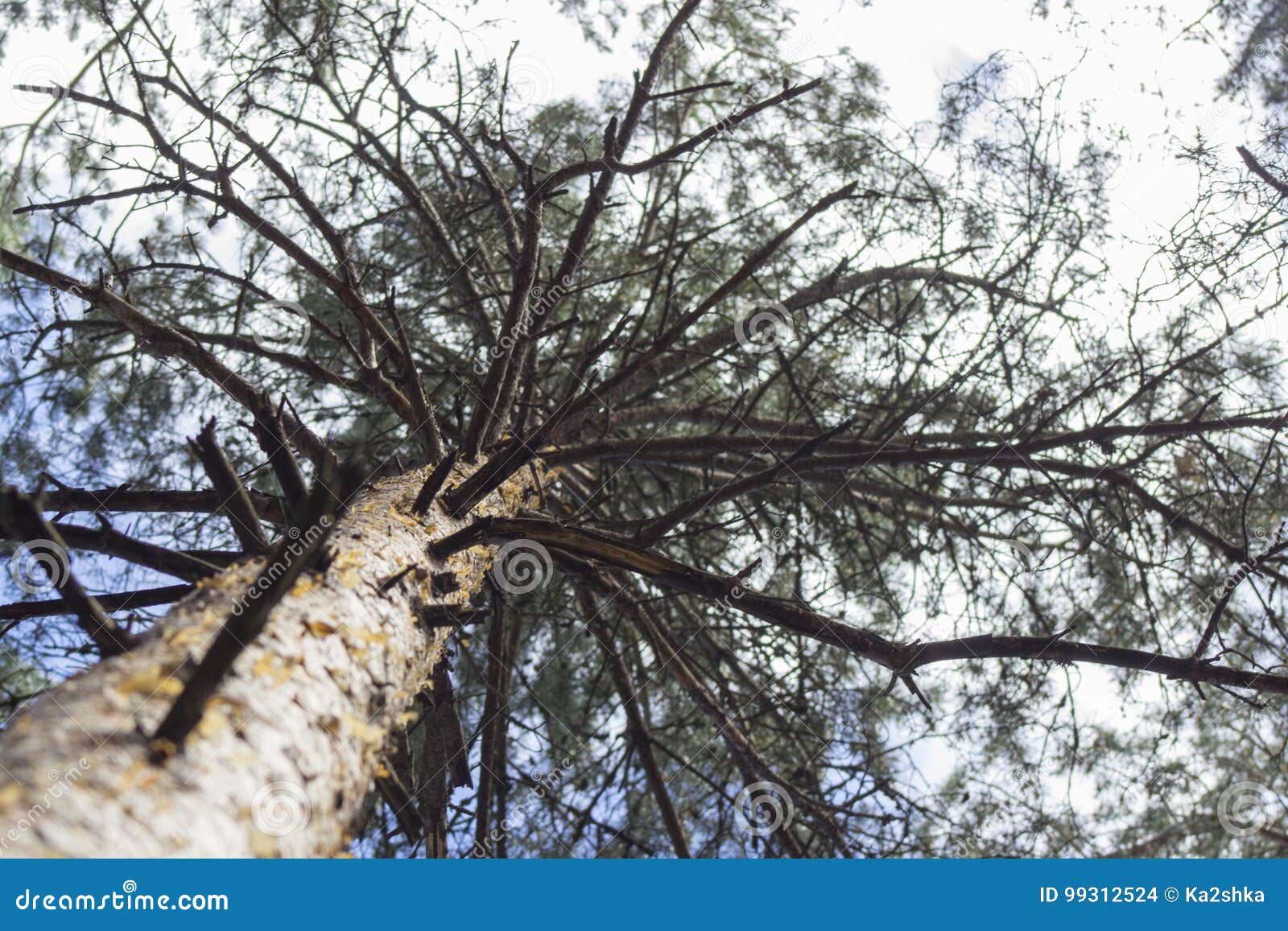 Bottom View of Tall Old Pine Trees in the Forest. Stock Photo - Image ...