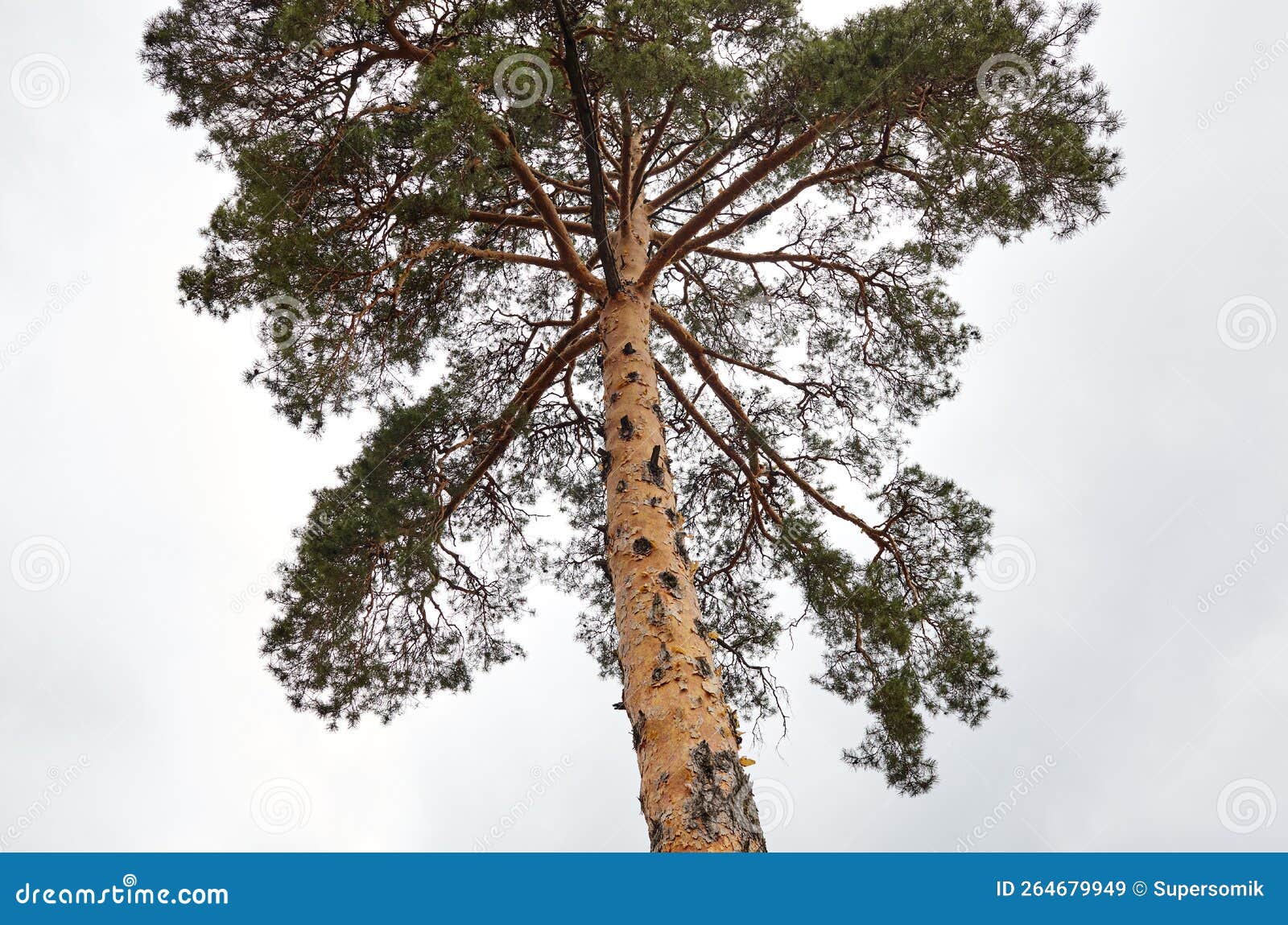 Bottom View of Tall Old Tree in Forest Stock Image - Image of bottom ...