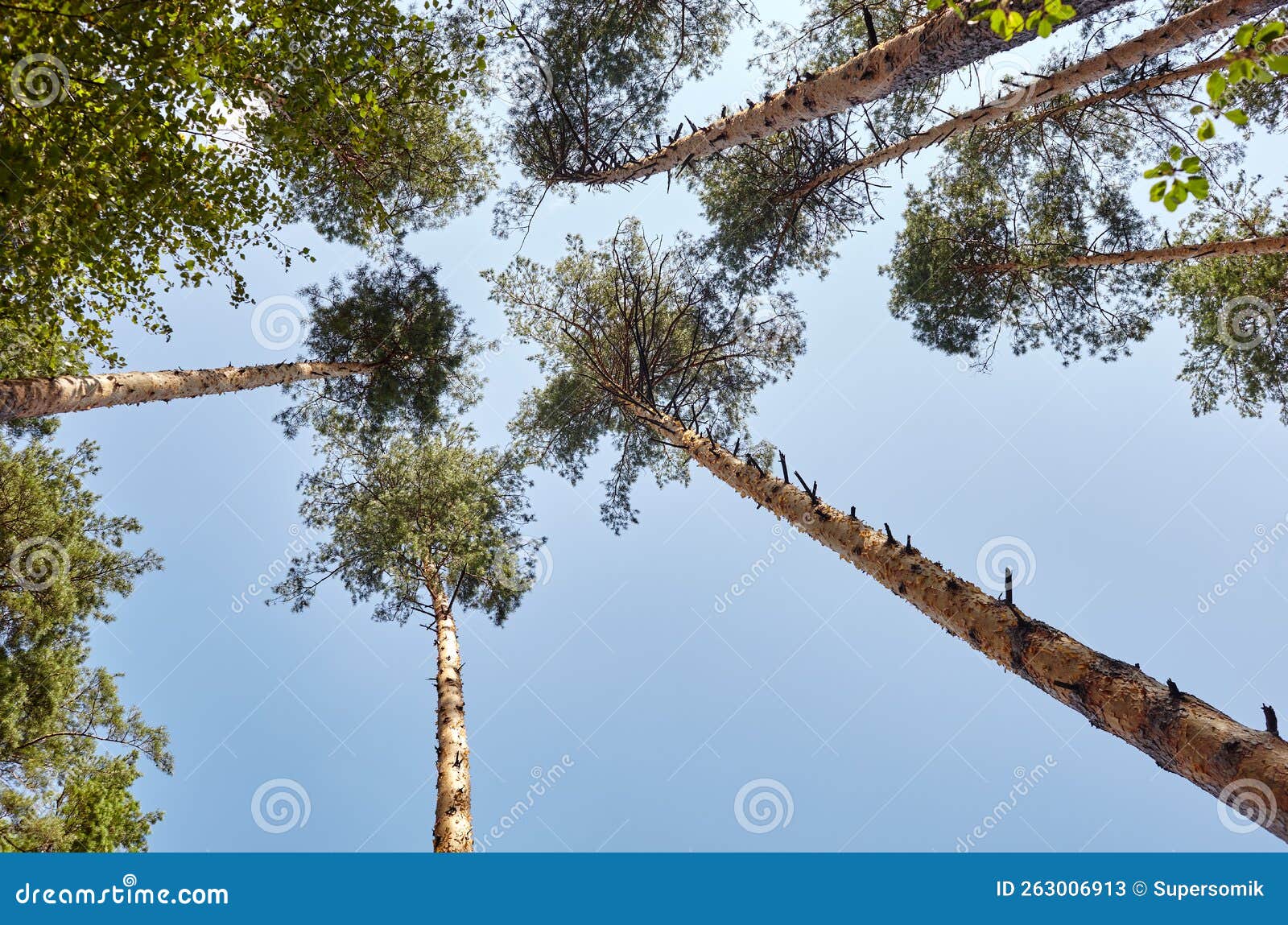 Bottom View of Tall Old Trees in Evergreen Forest Stock Image - Image ...