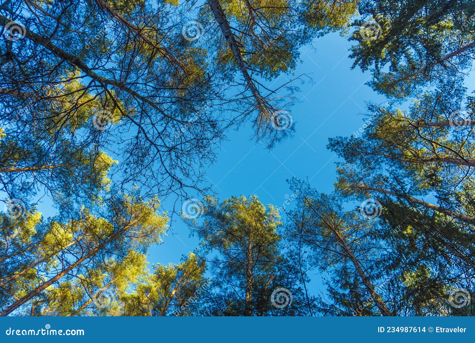 Bottom View of Tall Old Trees. Looking Up in Spring Forest Stock Photo ...