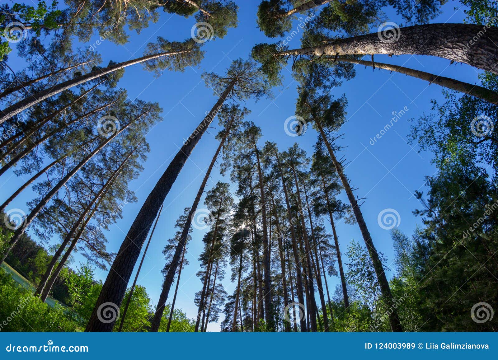 Bottom View of Tall Old Trees in Pine Tree Forest Stock Image - Image ...