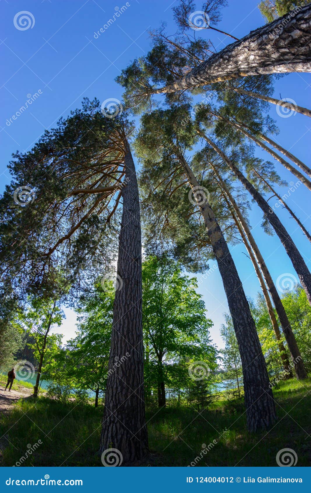 Bottom View of Tall Old Trees in Pine Tree Forest Stock Photo - Image ...