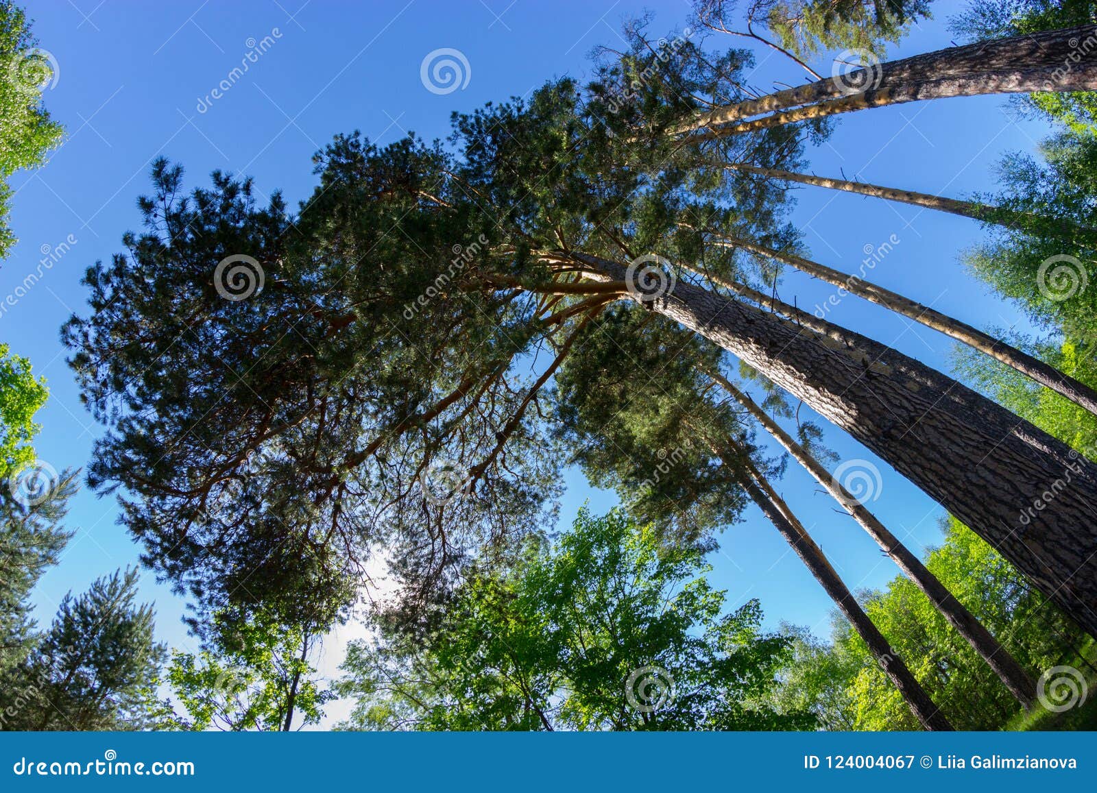 Bottom View of Tall Old Trees in Pine Tree Forest Stock Image - Image ...