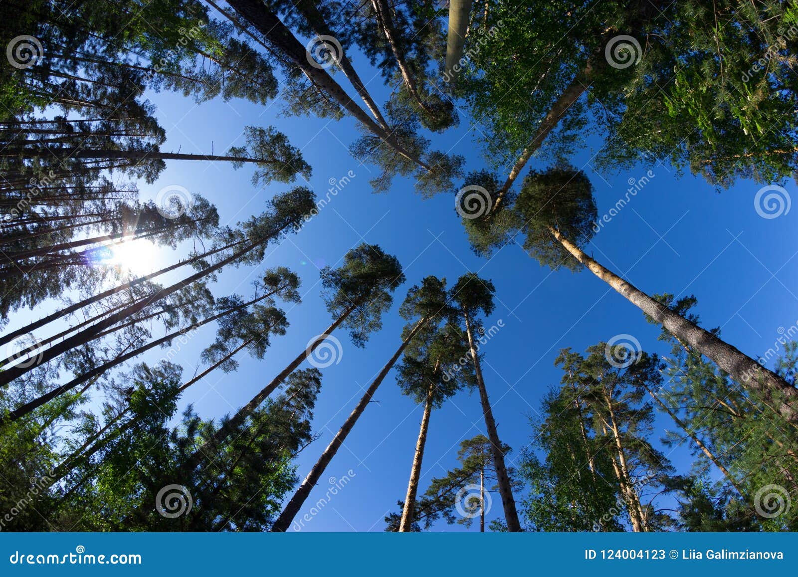 Bottom View of Tall Old Trees in Pine Tree Forest Stock Image - Image ...