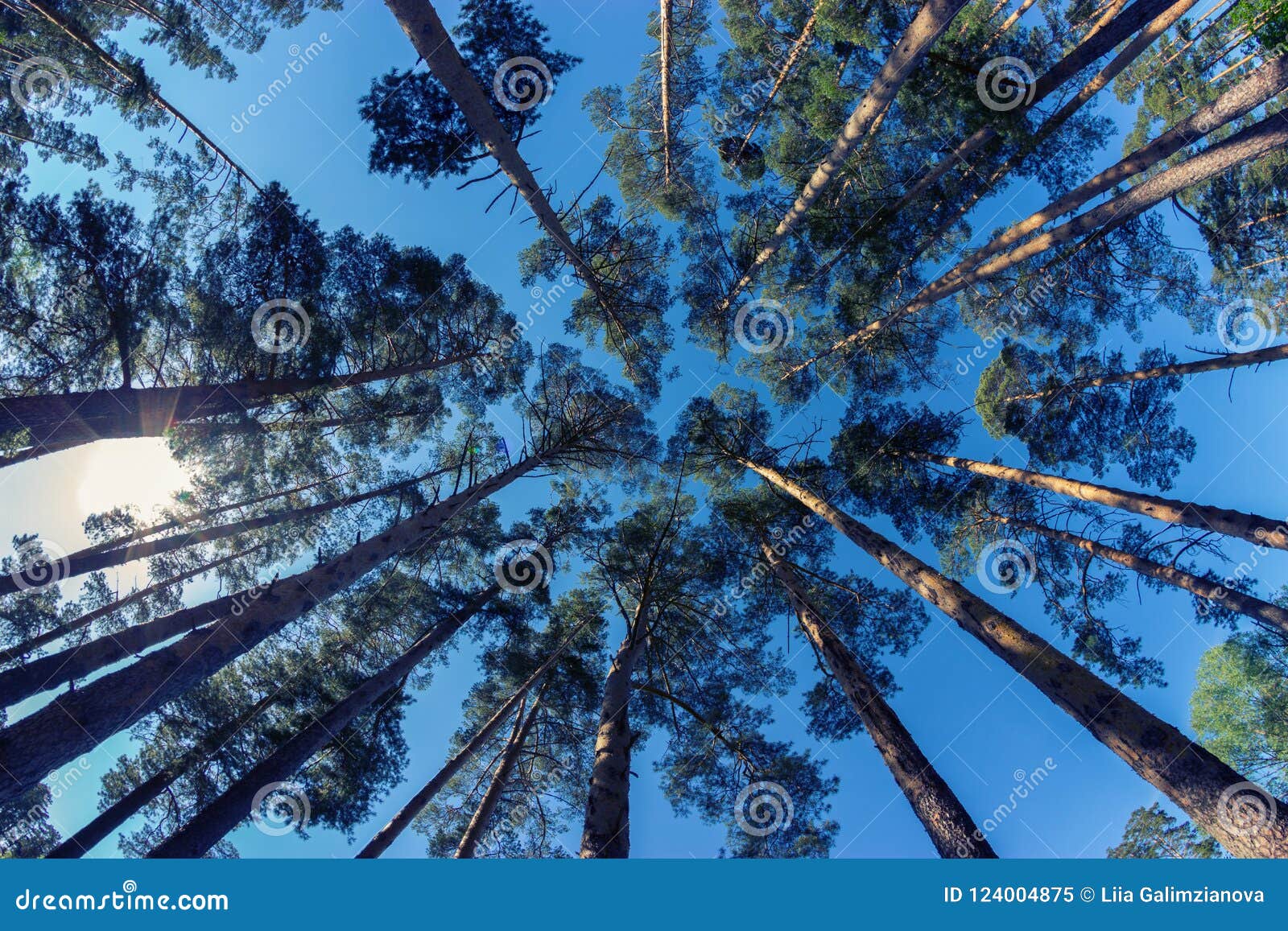 Bottom View of Tall Old Trees in Pine Tree Forest Stock Image - Image ...