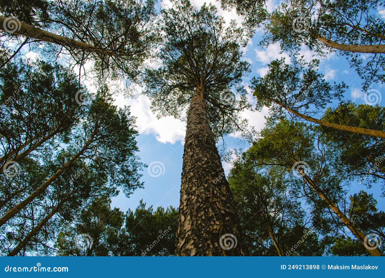 Bottom View of a Tall Pine Tree and Its Trunk with Spreading Branches ...