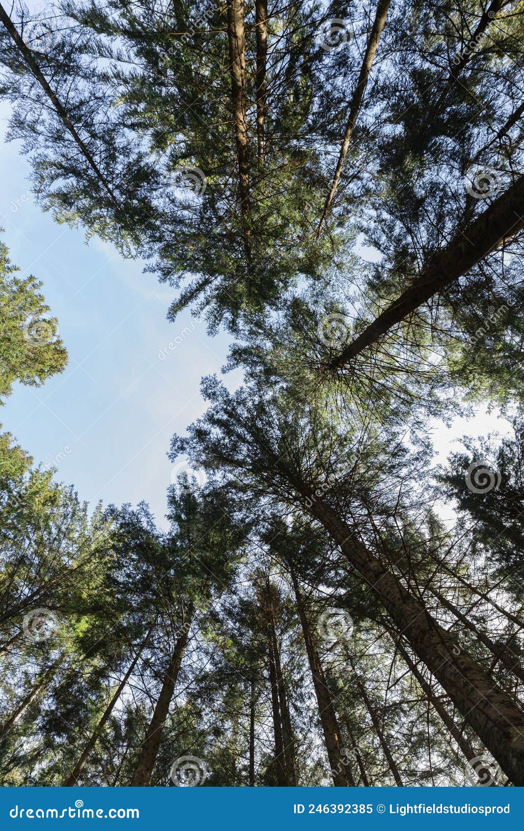Bottom View of Tall Pine Trees Stock Image - Image of spring, season ...