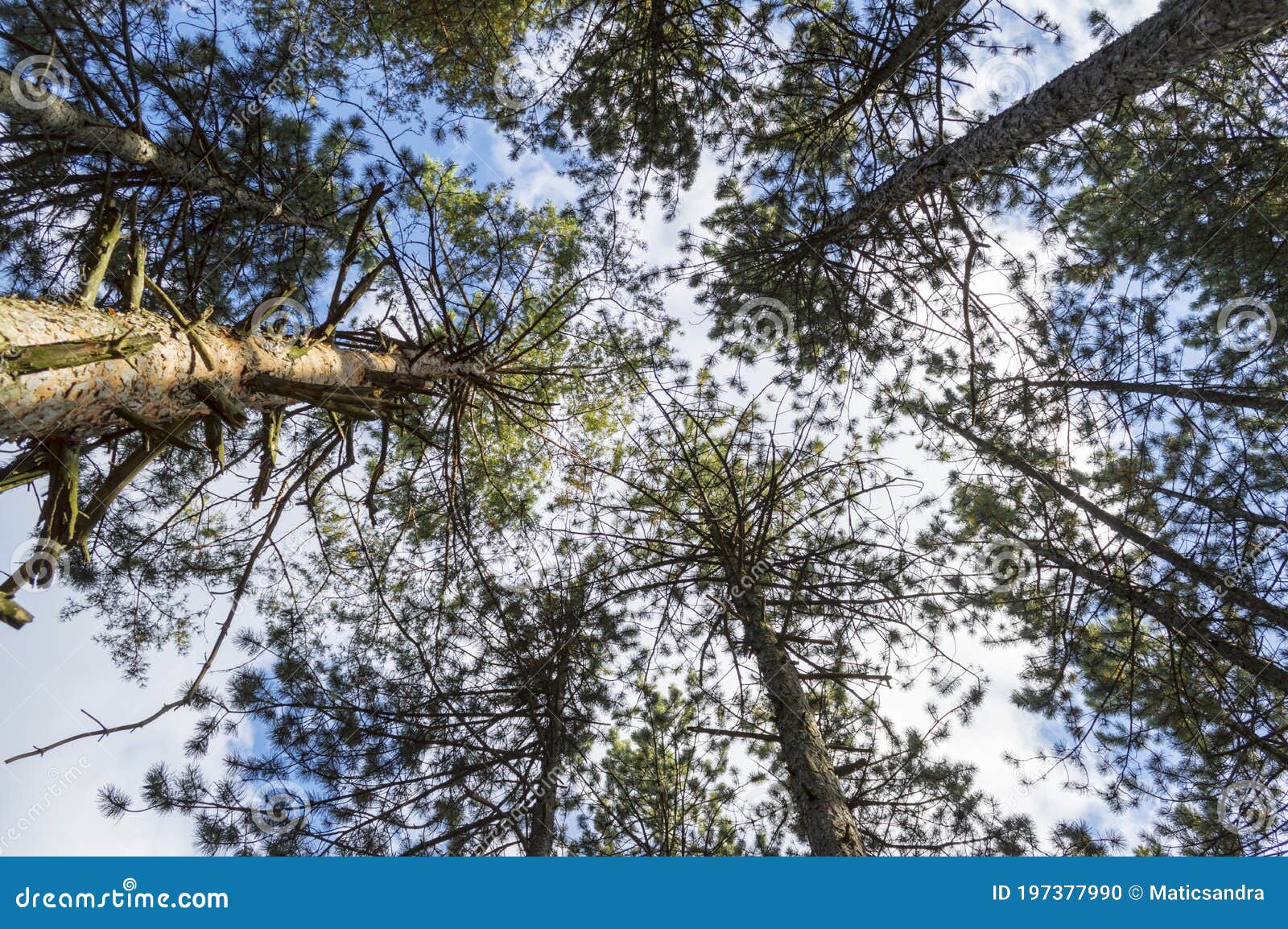 Bottom View of Tall Pine Trees of Evergreen Forest in Autumn Stock ...