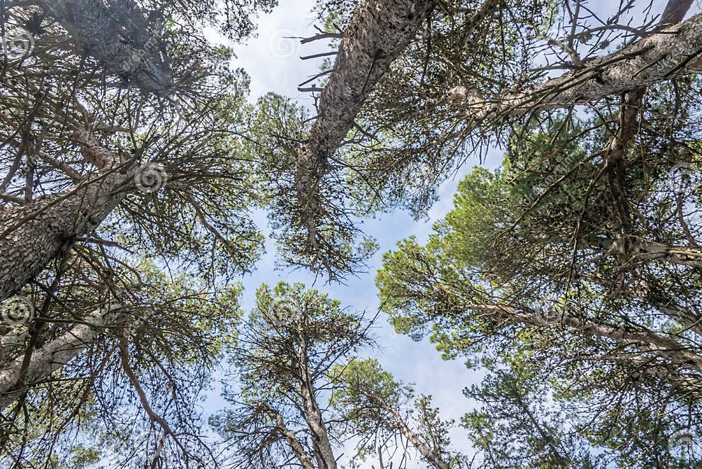 Bottom View of Tall Pine Trees in the Forest. Blue Sky in the ...