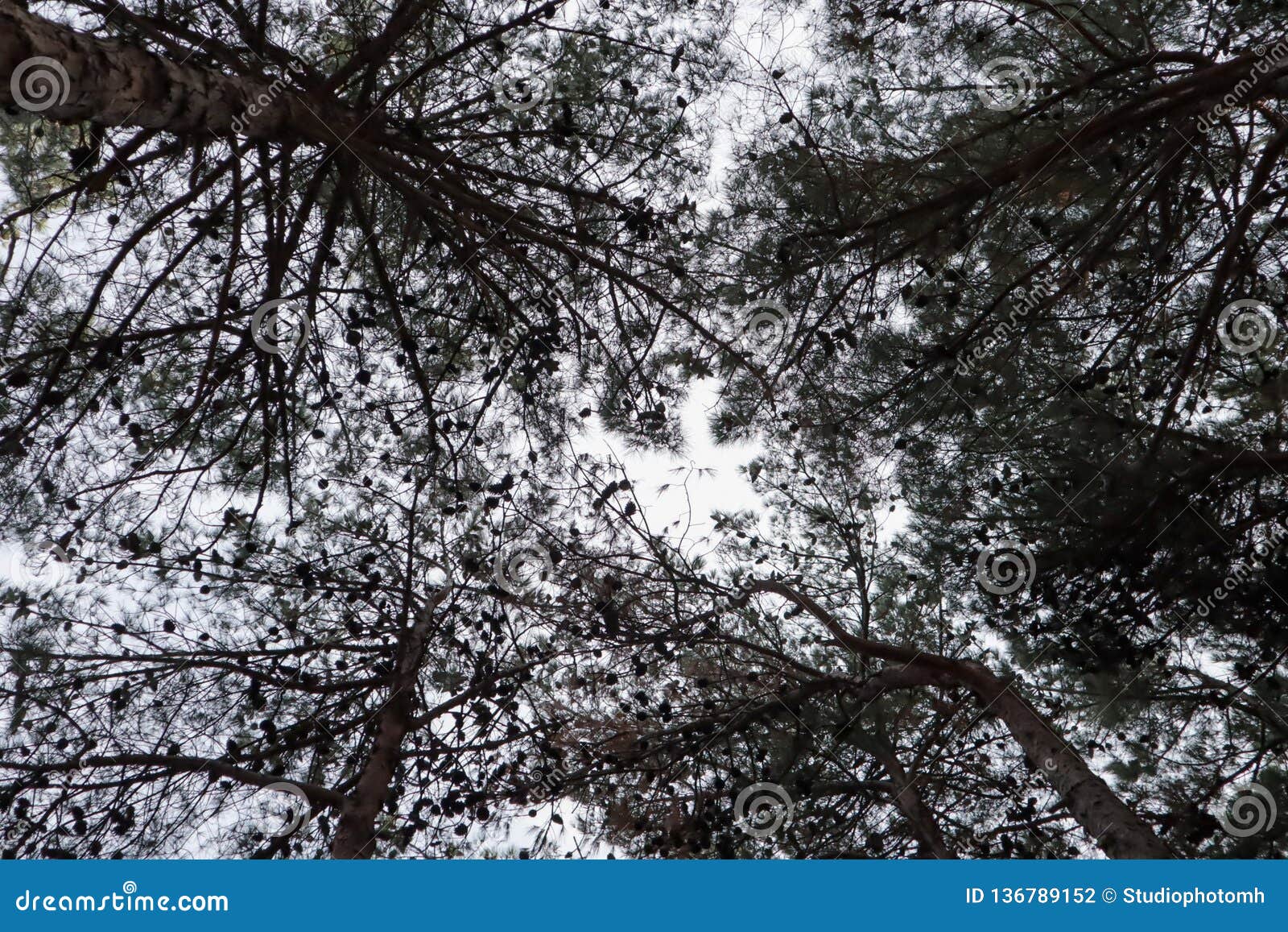 Bottom View of Tall Trees. Pine Trees from the Bottom Up Stock Photo ...