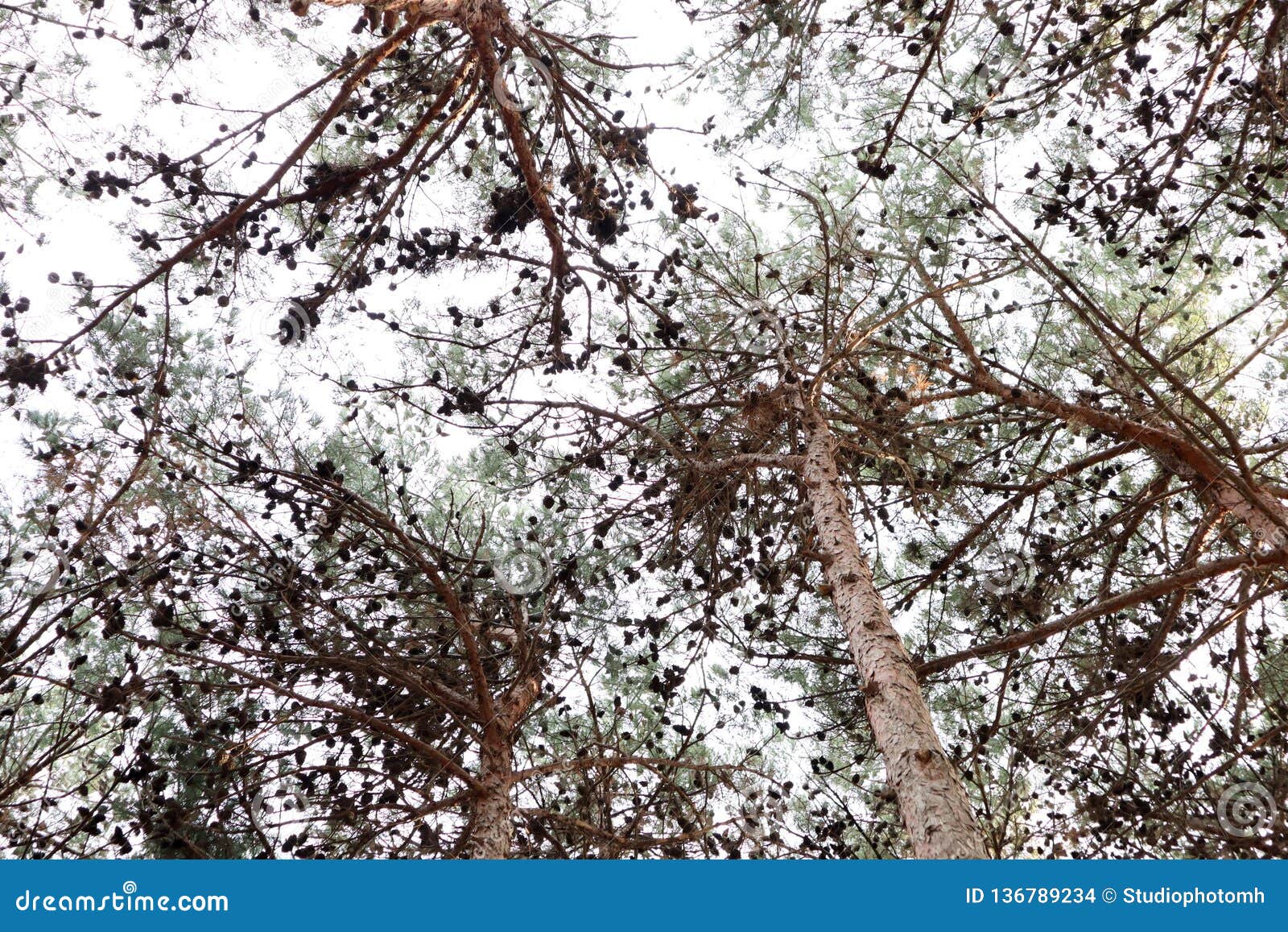 Bottom View of Tall Trees. Pine Trees from the Bottom Up Stock Photo ...