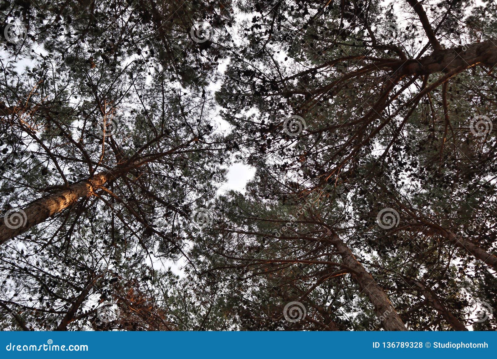 Bottom View of Tall Trees. Pine Trees from the Bottom Up Stock Photo ...