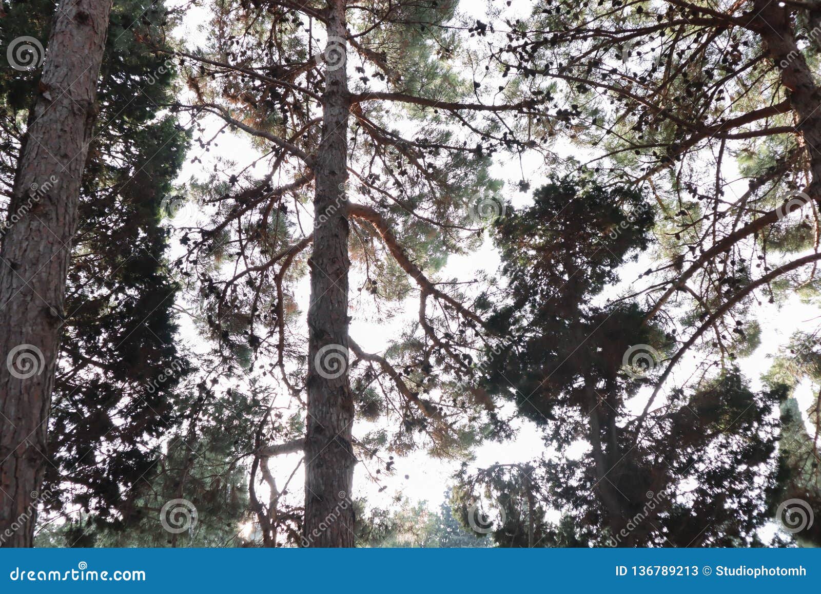 Bottom View of Tall Trees. Pine Trees from the Bottom Up Stock Image ...