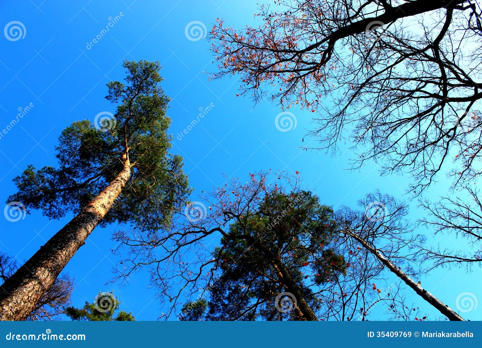 Bottom View of Tall Trees and Sky Stock Image - Image of nature, cloud ...