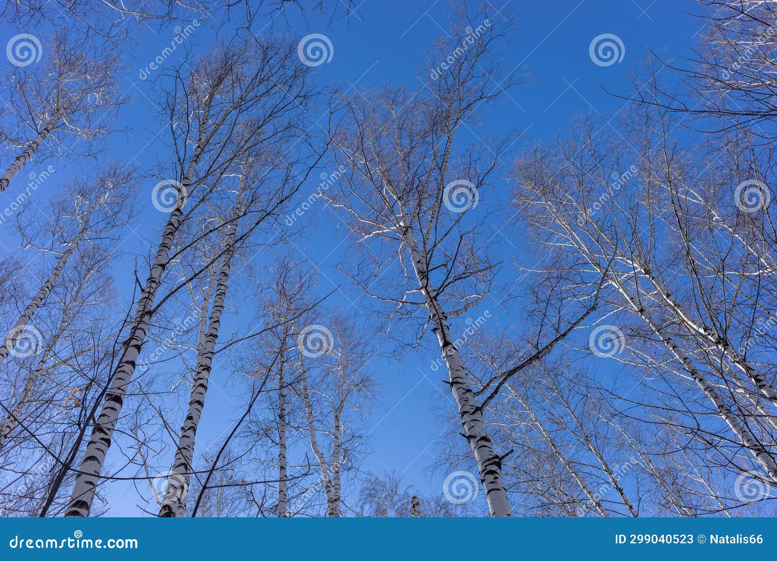 Bottom View To High Bare Winter or Spring Birch Trees Forest. Bright ...