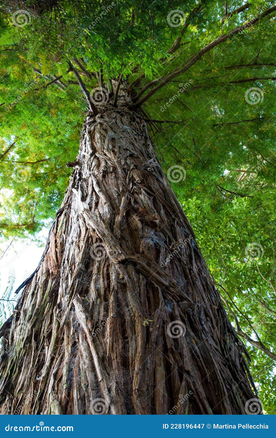Bottom View To the Tree Top of a Huge in Jungle Forest. Nature ...