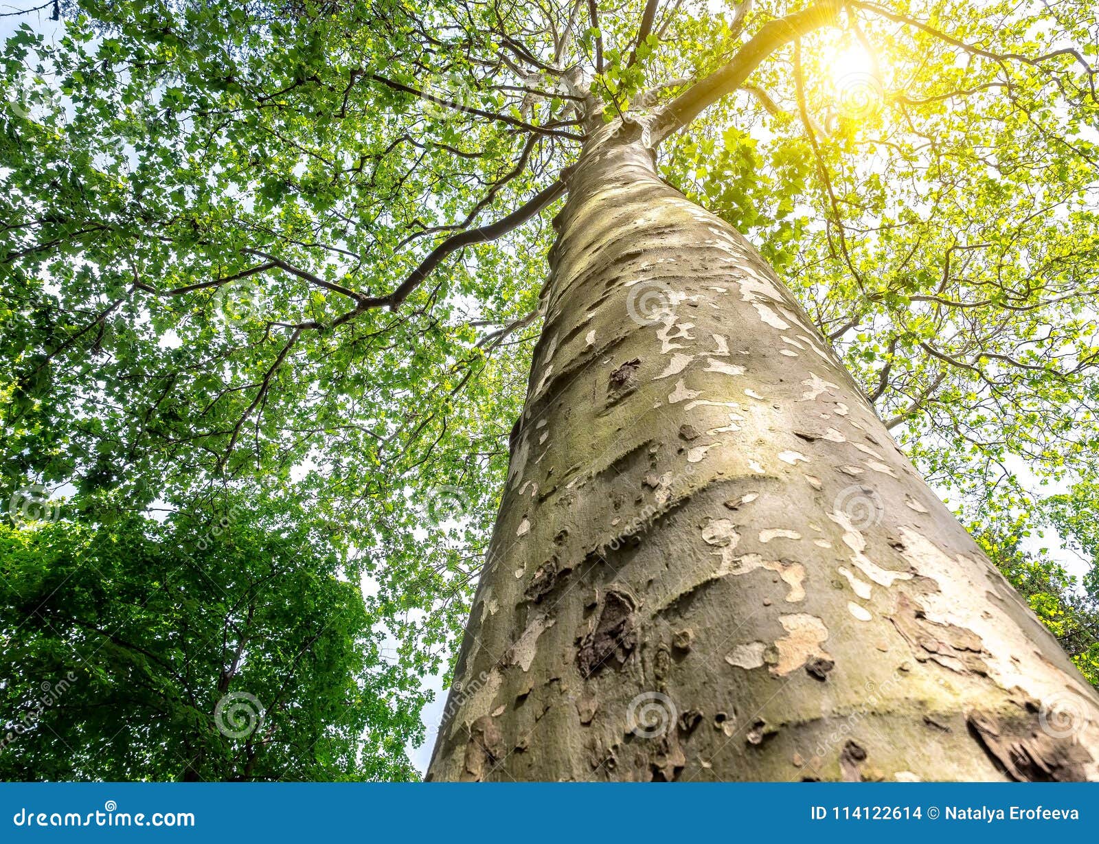 Bottom View To The Tree Top Of A Huge Plane Tree Or Platanus In Jungle ...