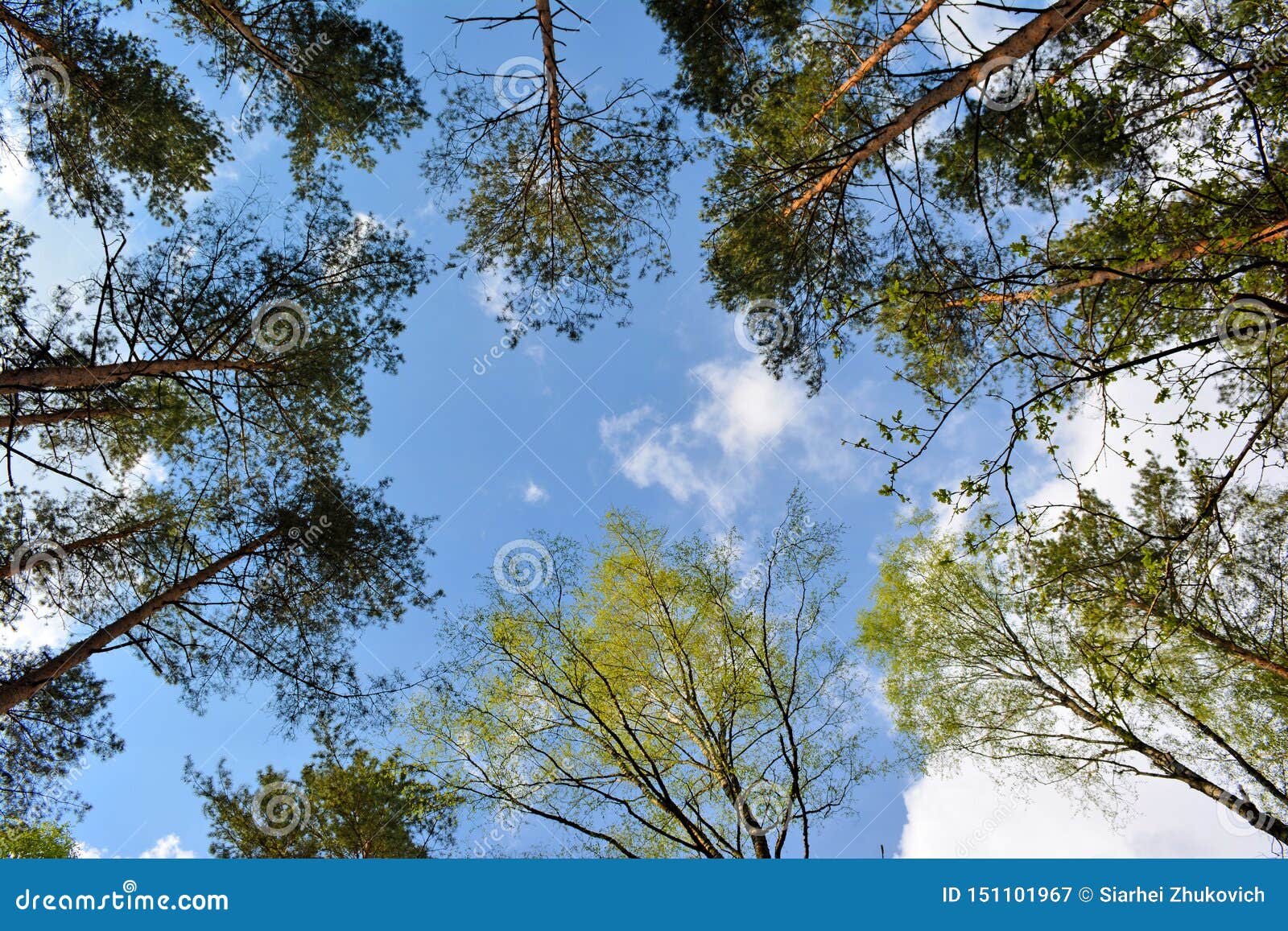 Bottom View To Trees on Blue Sky Background. Stock Image - Image of ...