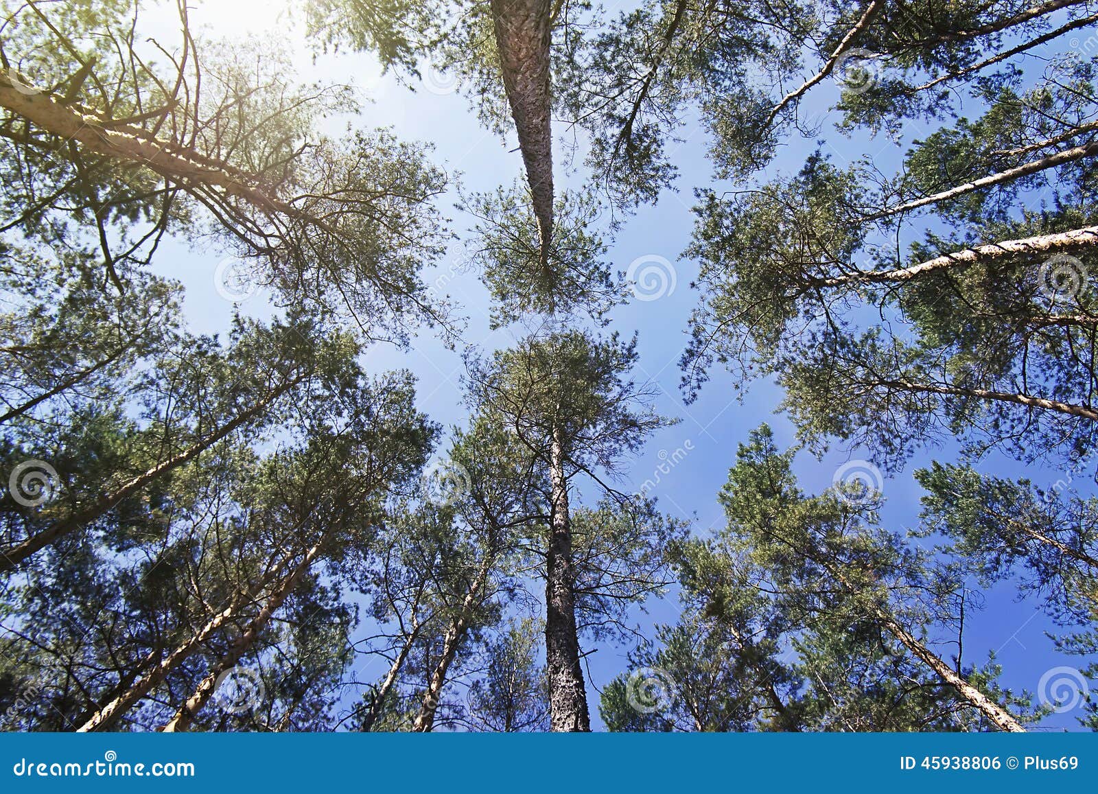 Tops Of Pine Trees Against Blue Sky. View From Ground Level To The ...