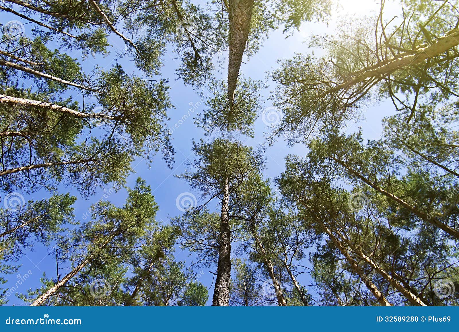 Bottom View of the Tops of Pine Trees Stock Photo - Image of beautiful ...