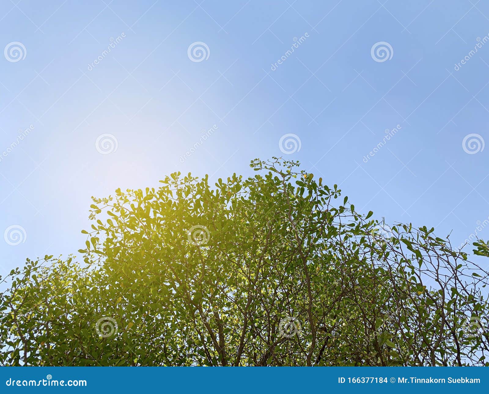 Bottom View of Tree and Blue Sky in Background, with the Sun Stock ...