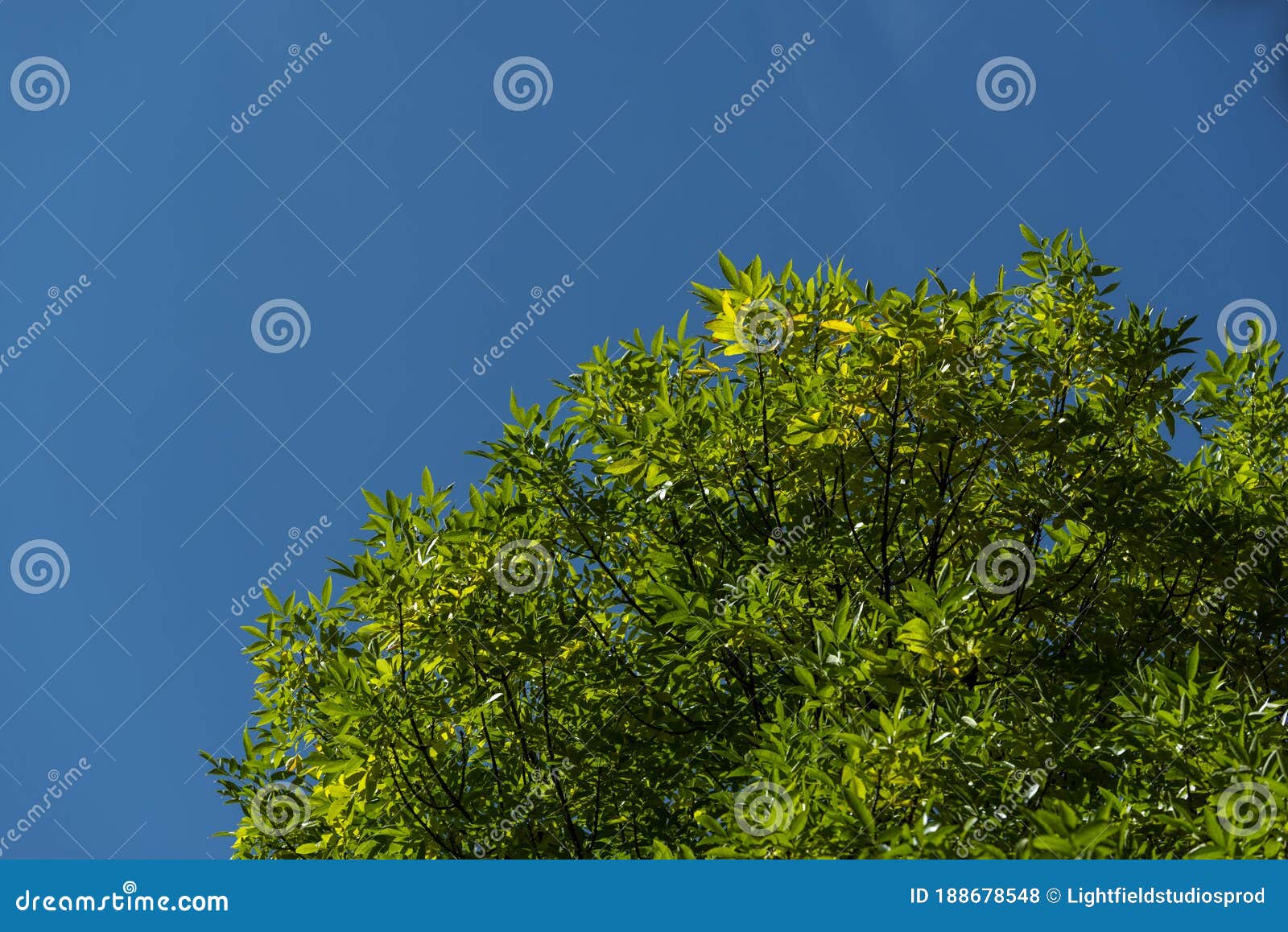 Bottom View of Tree Branches with Green Leaves and Blue Sky Stock Photo ...