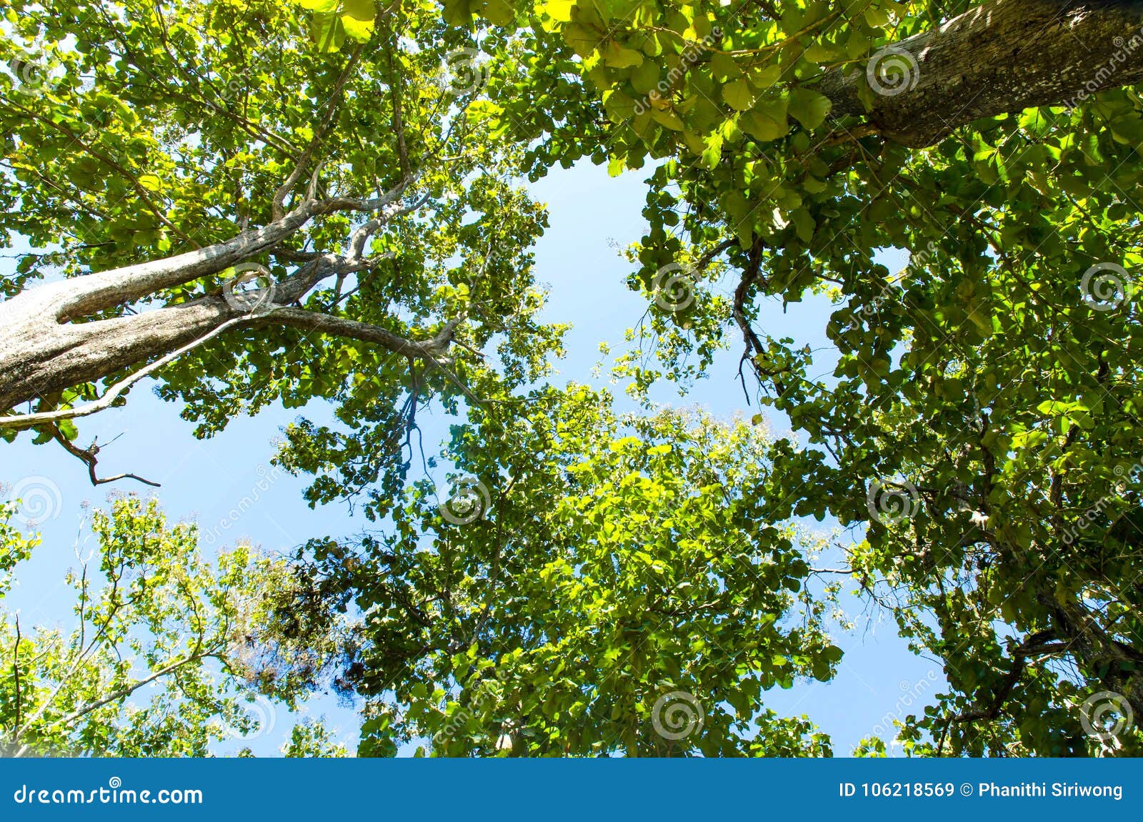 Bottom View of Tree and Branches with Green Leaves and Blue Sky Stock ...