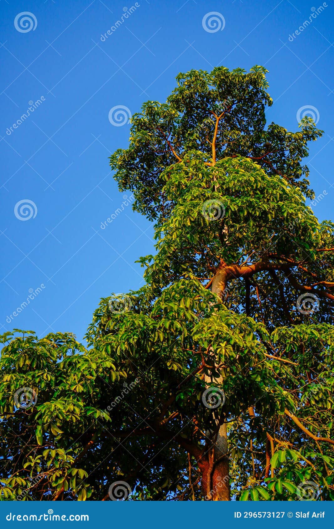 Bottom View of a Tree Facing the Sky. Stock Image - Image of fresh ...