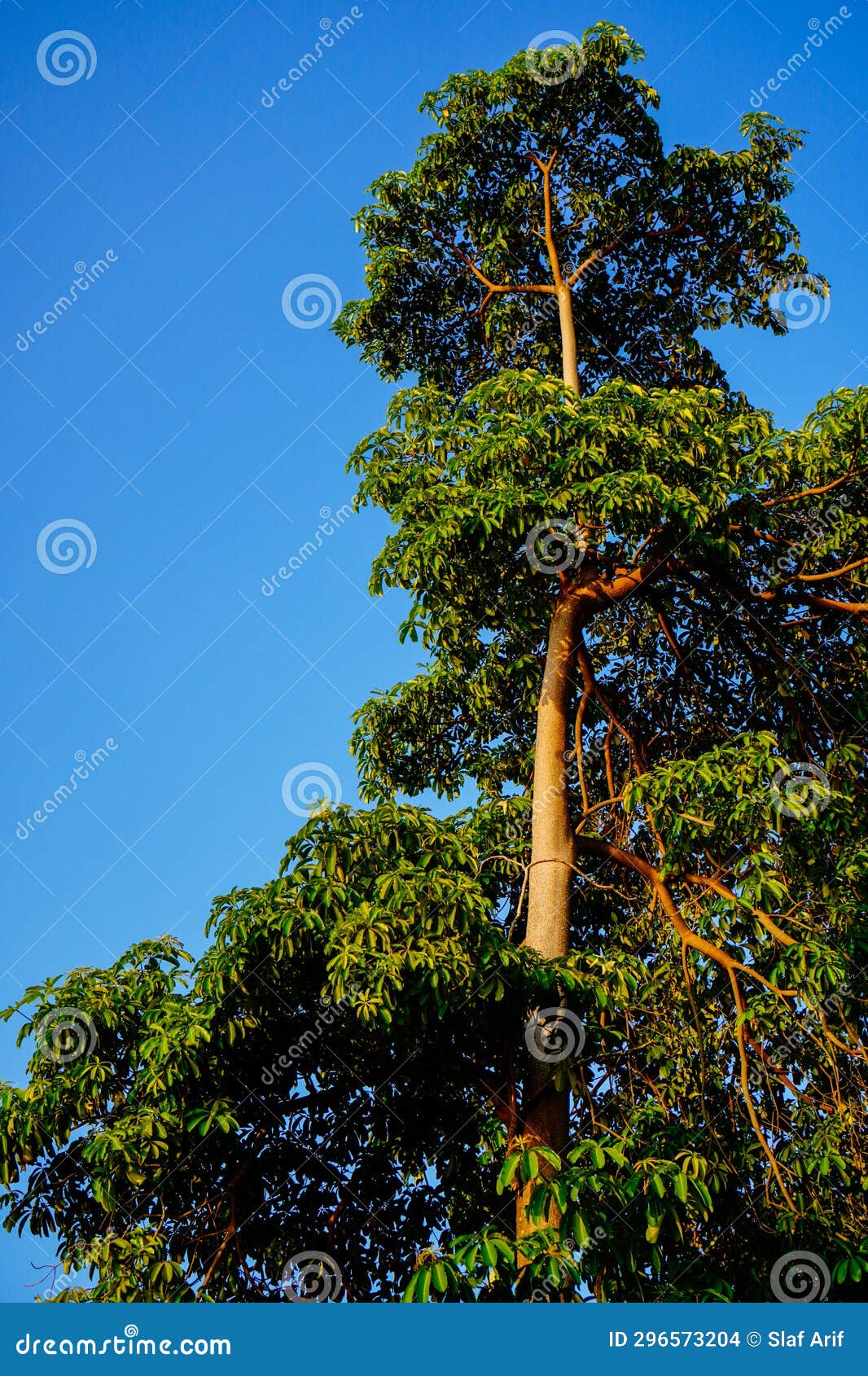 Bottom View of a Tree Facing the Sky. Stock Photo - Image of indonesia ...