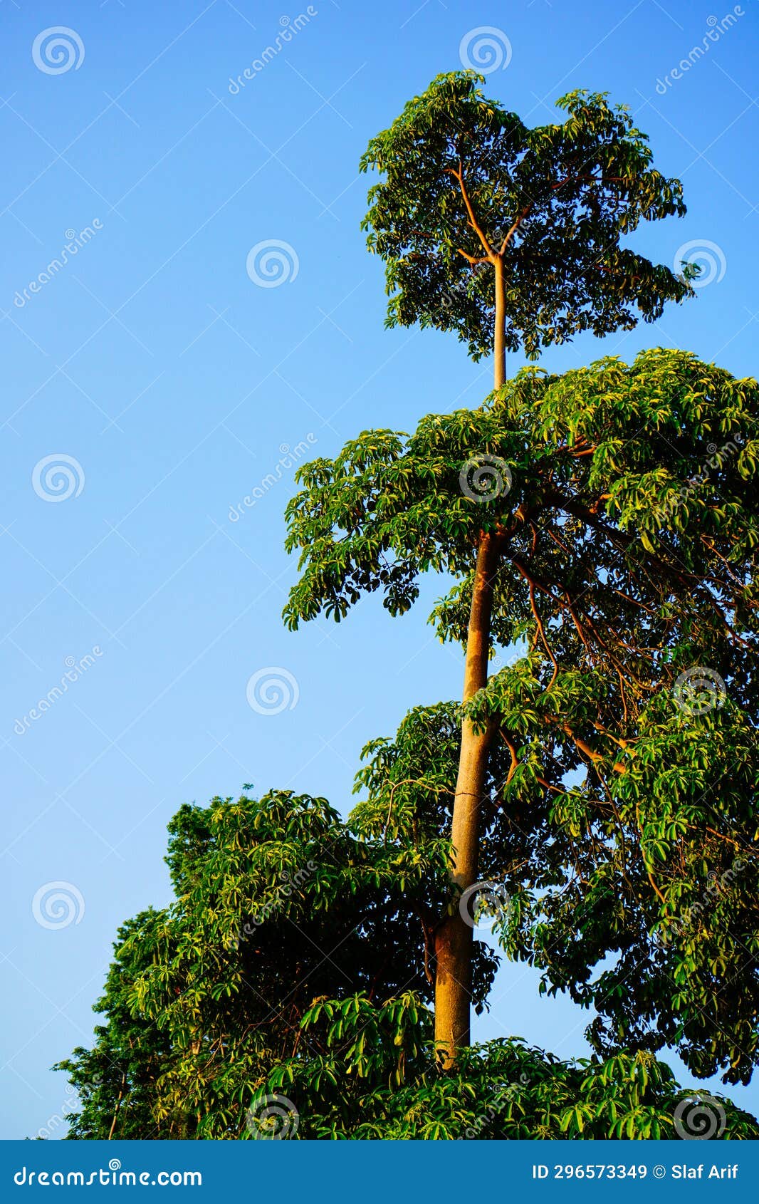 Bottom View of a Tree Facing the Sky. Stock Image - Image of growth ...