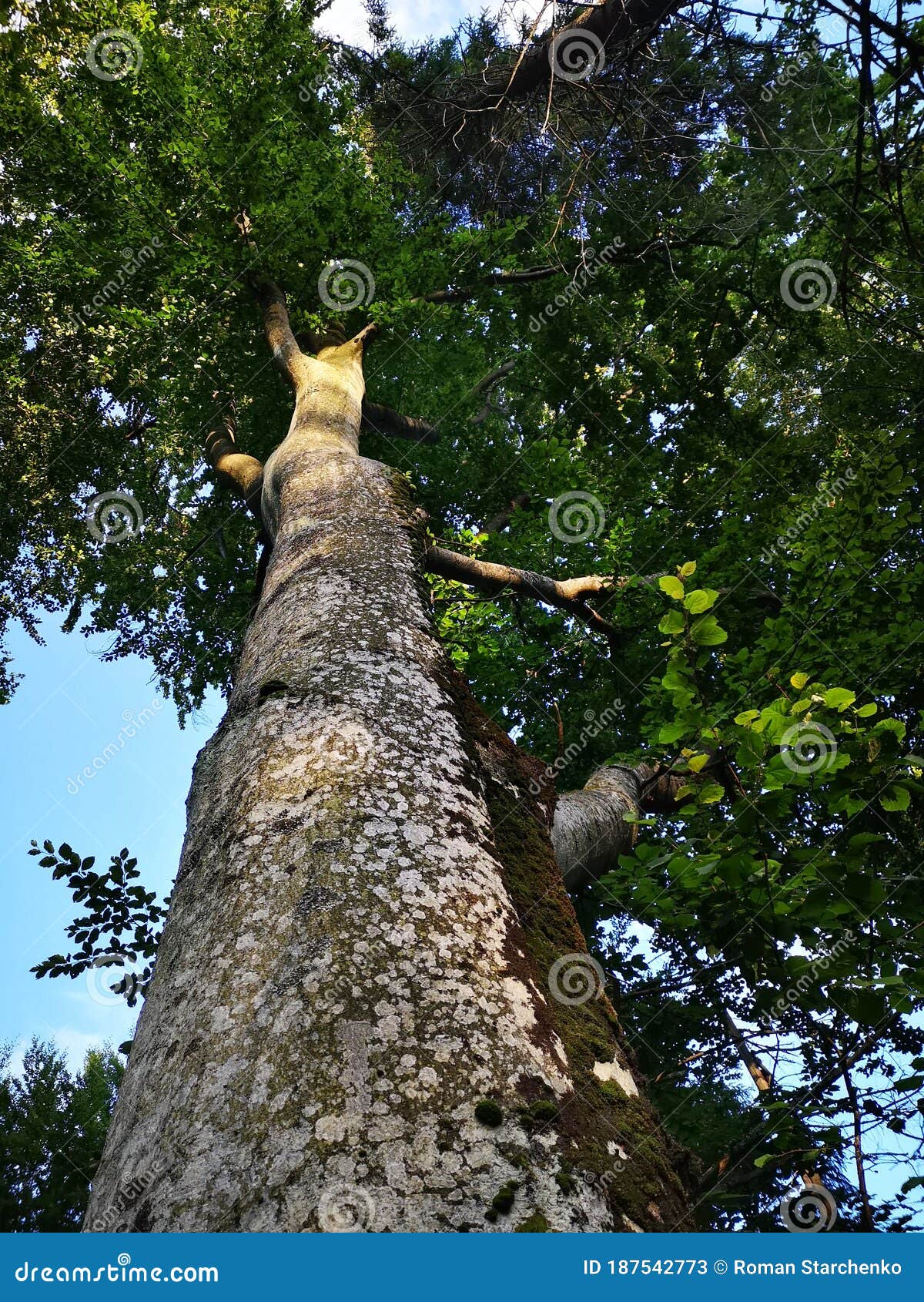 Bottom View of the Tree with and Green Foliage on Top Stock Image ...