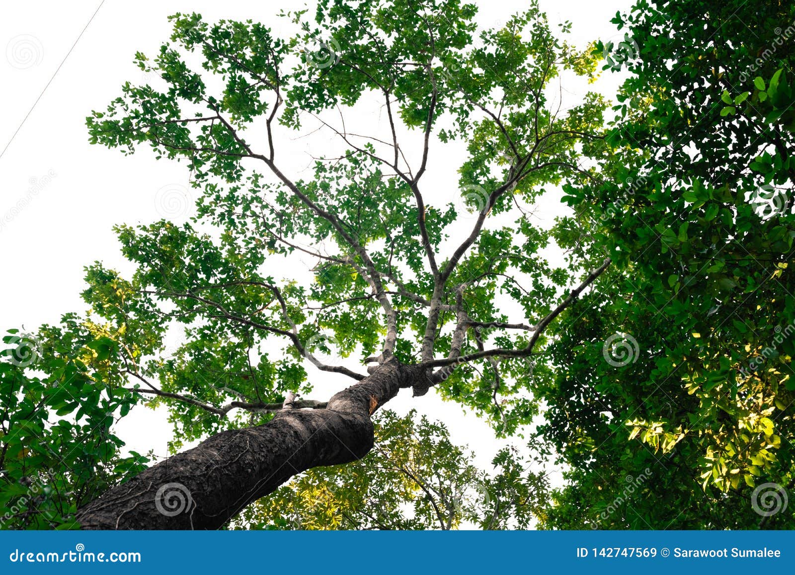 Bottom View of Tree in Jungle and Lighting of Morning.forest and ...